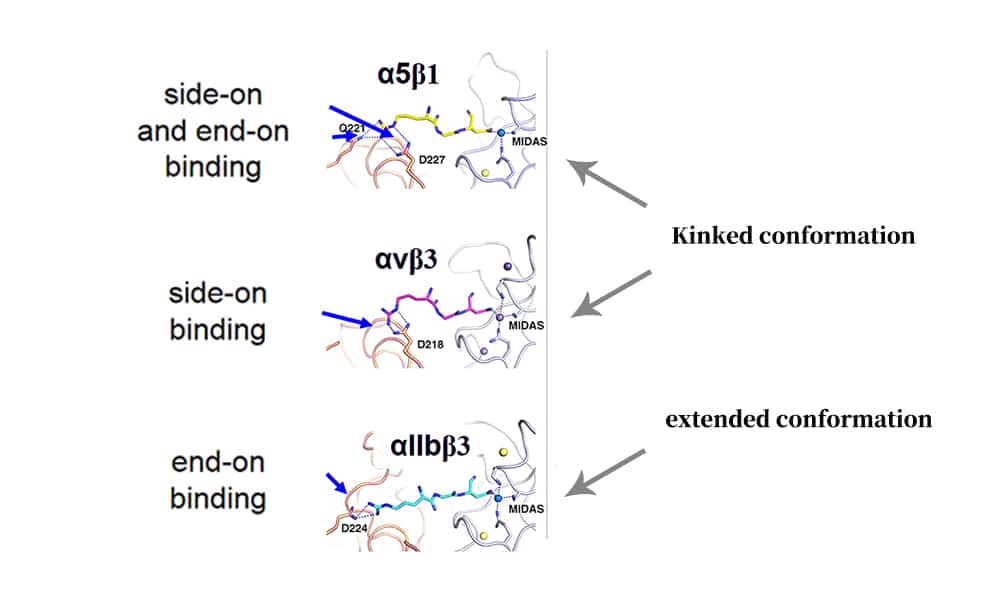 RGD Peptide - RGD Sequence - QYAOBIO